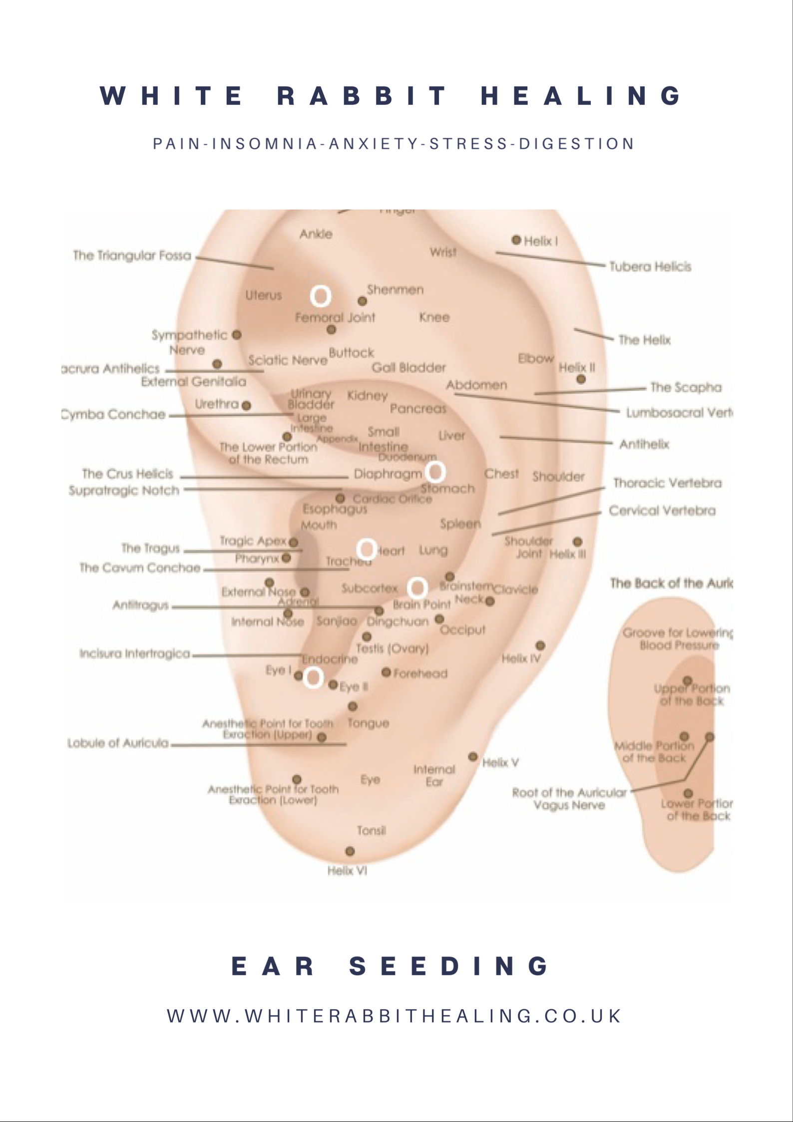 24K GOLD ACUPUNCTURE EAR SEEDS